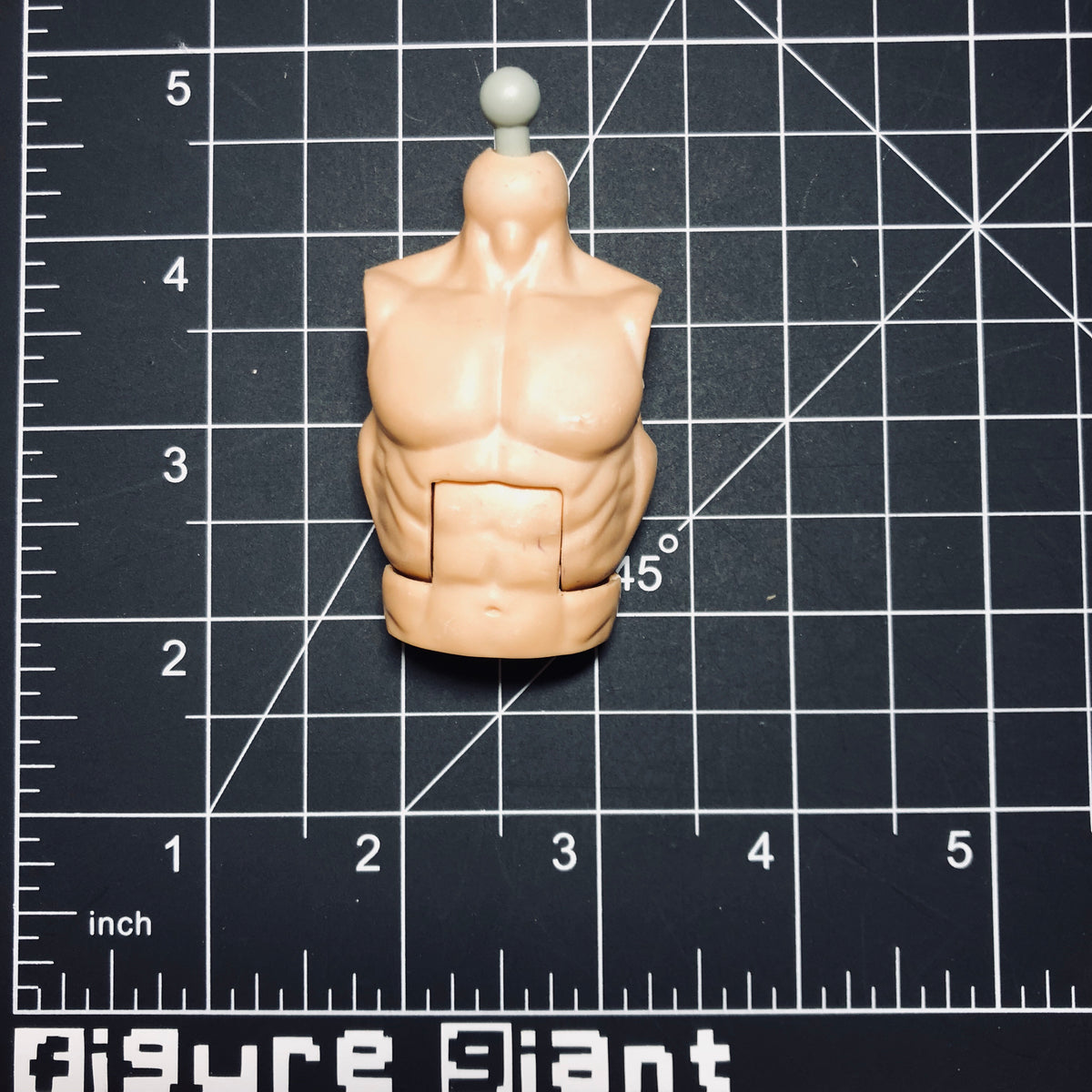 Tall & Lean Torso (C) *Discounted due to marking and scratches ...